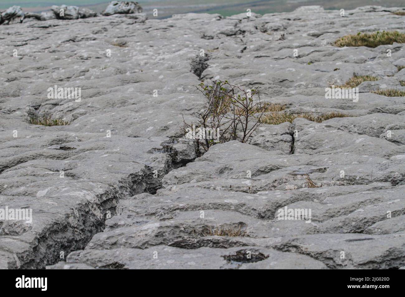 Great Asby Scar is an area of high ground lying between the villages of ...
