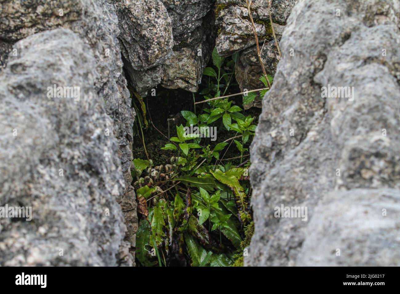 Great Asby Scar is an area of high ground lying between the villages of ...