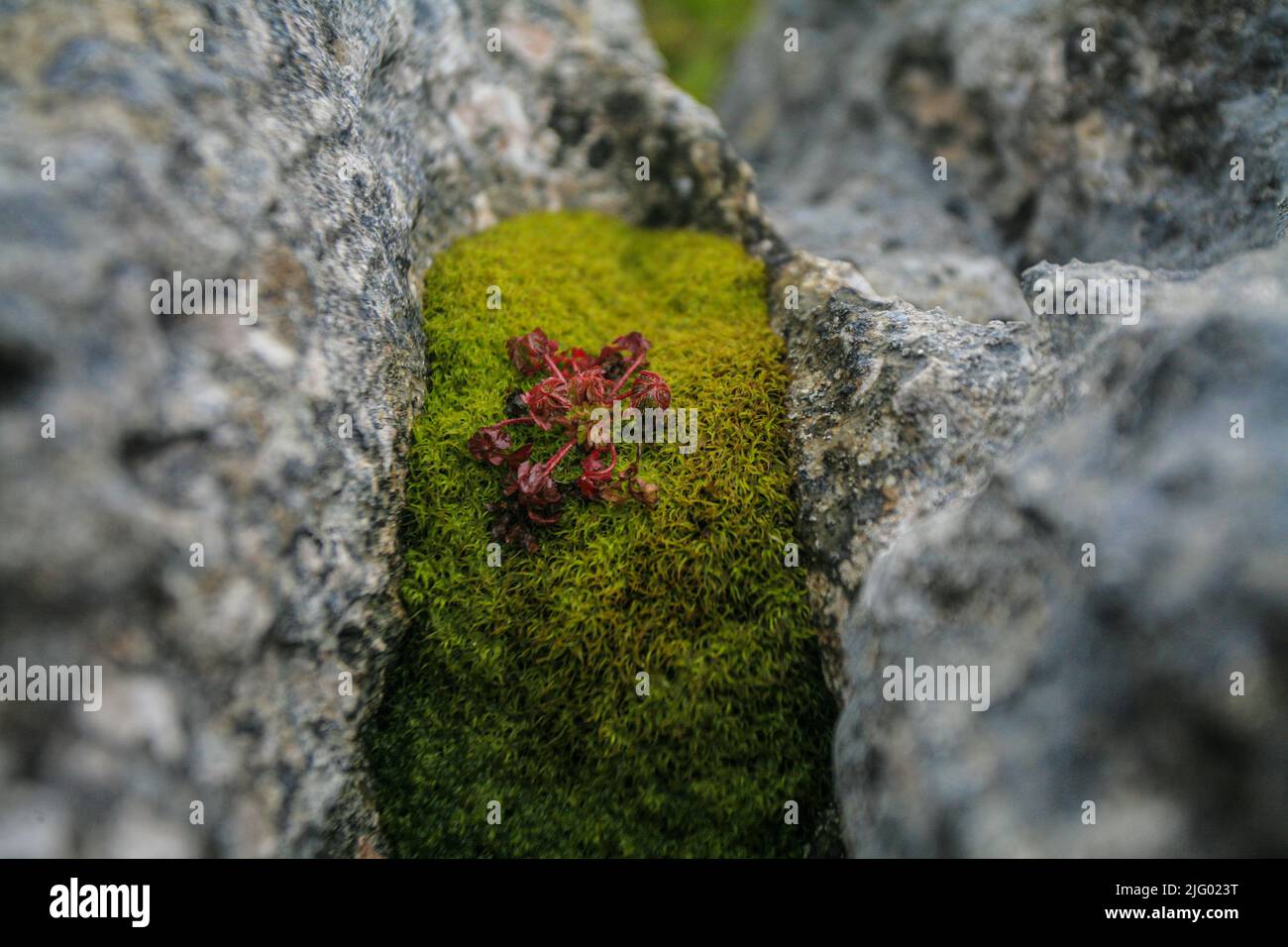 Great Asby Scar is an area of high ground lying between the villages of ...