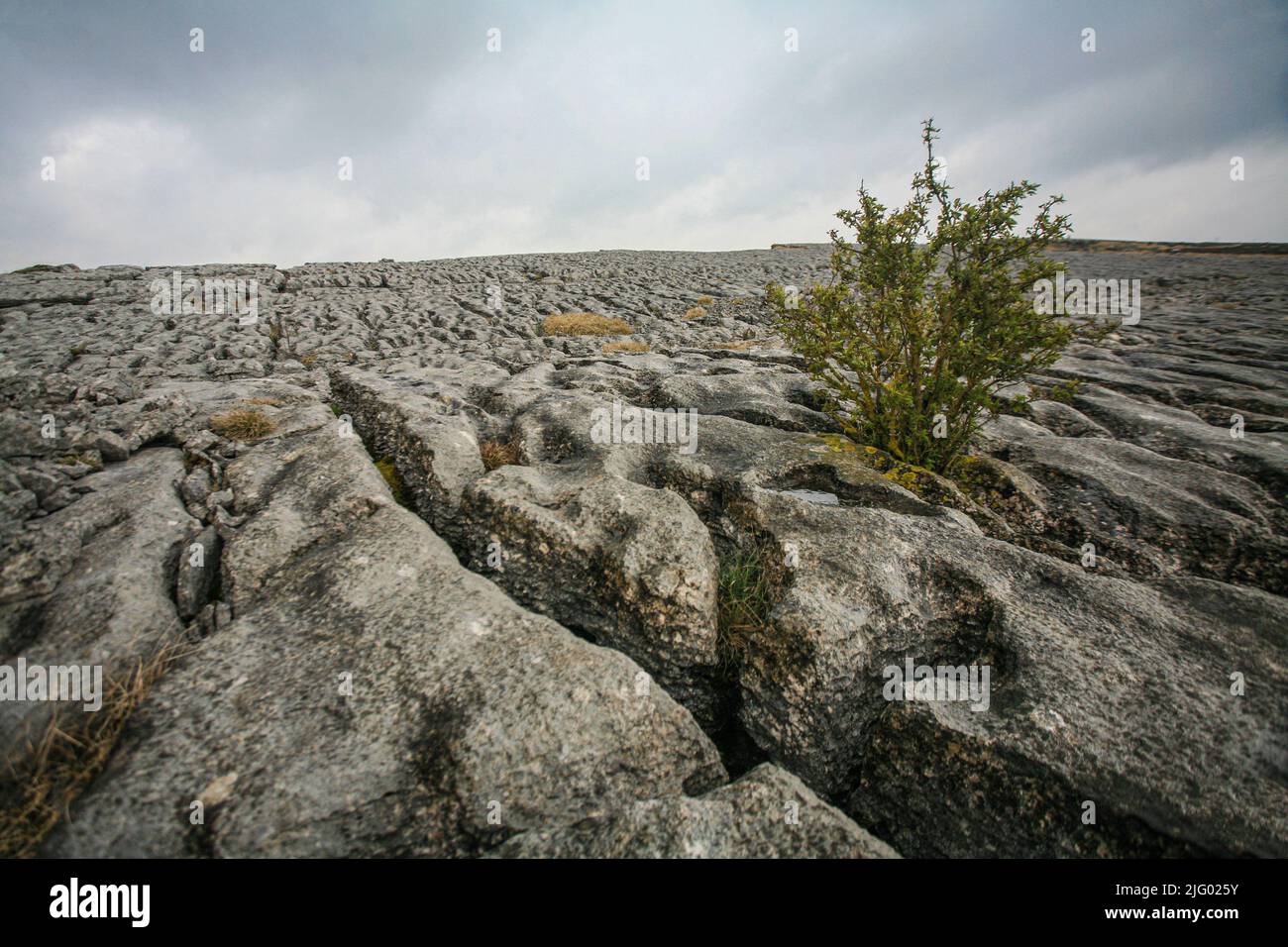 Great Asby Scar is an area of high ground lying between the villages of ...