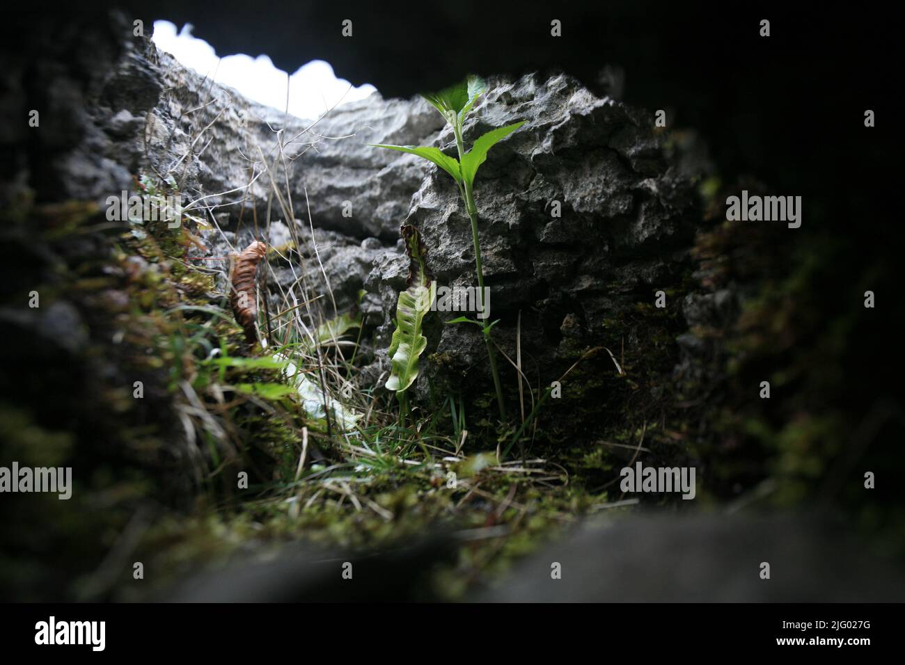 Great Asby Scar is an area of high ground lying between the villages of ...