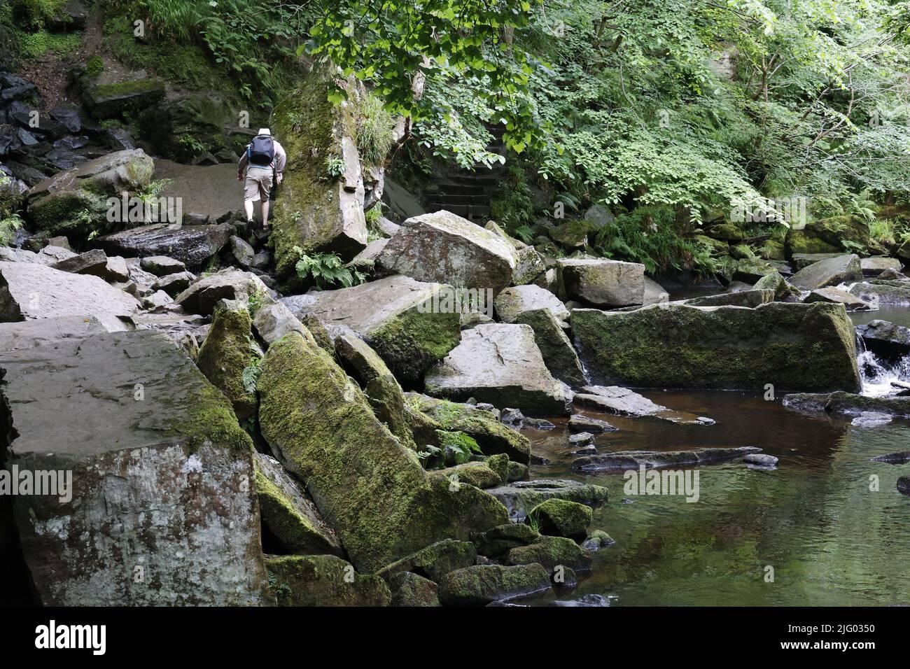 rocky stream with overhanging trees, ferns and mosses; River West Beck ...