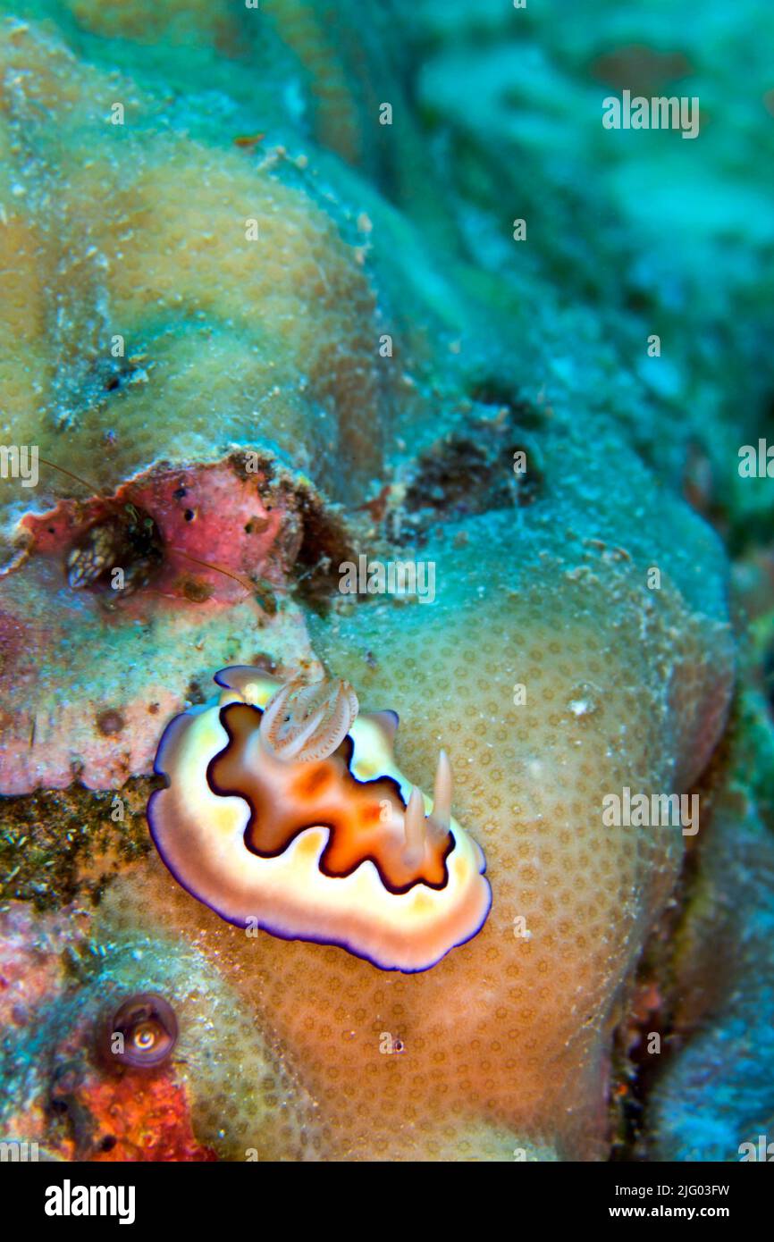 Sea Slug, Dorid Nudibranch, Co's Chromodoris, Chromodoris coi, Coral ...