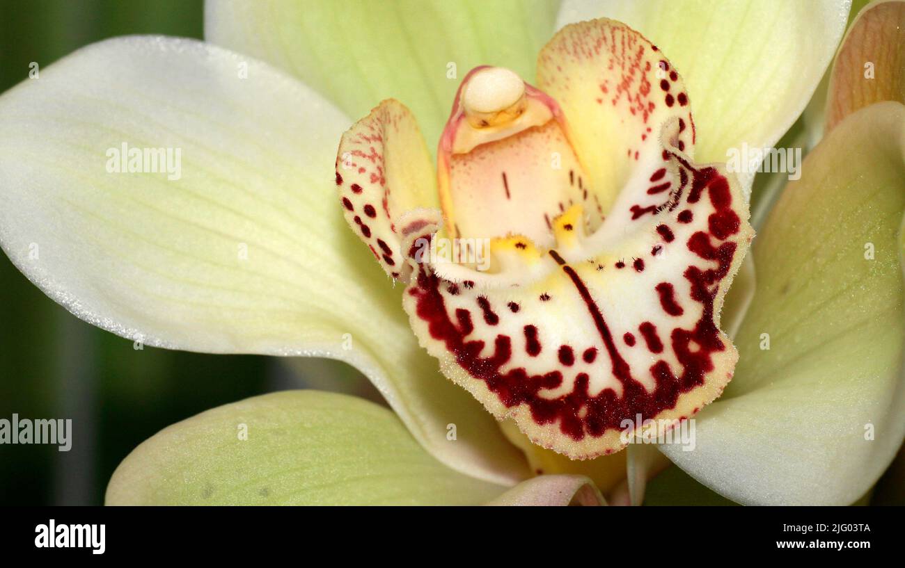 Orchid observation hi-res stock photography and images - Alamy