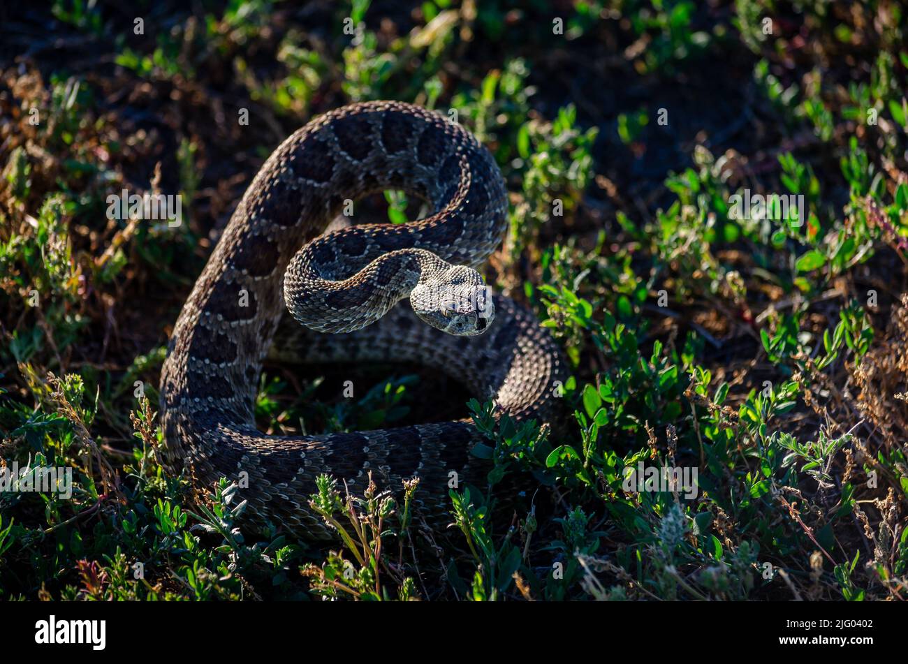 Prairie rattlesnake crotalus viridis in hi-res stock photography and ...