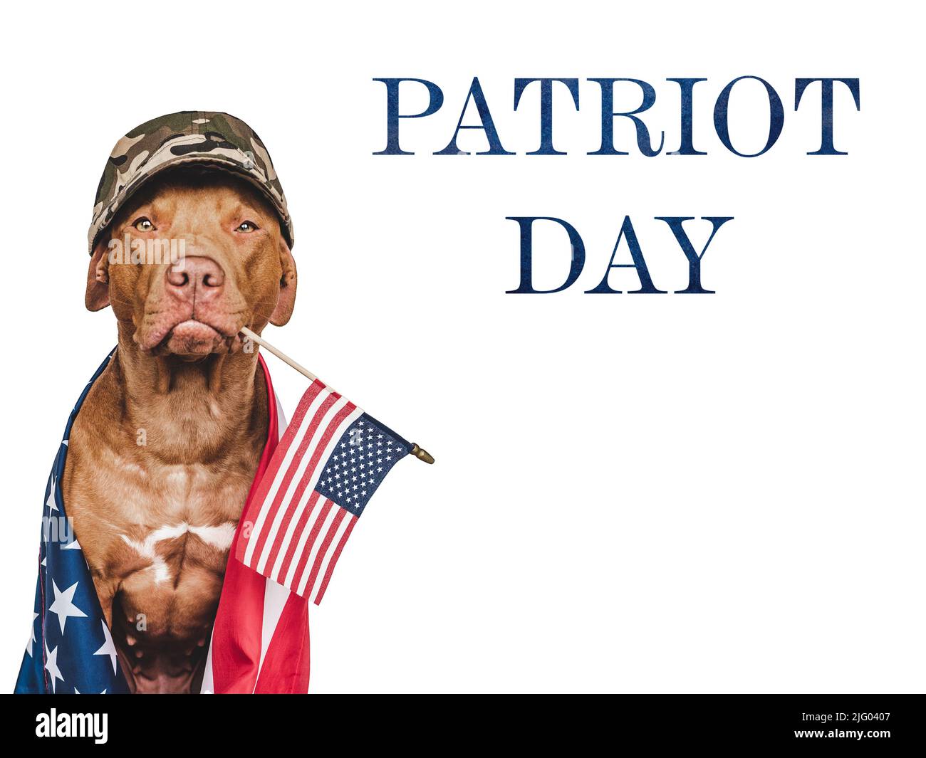 Patriot Day. We will never forget. Adorable puppy and American Flag ...