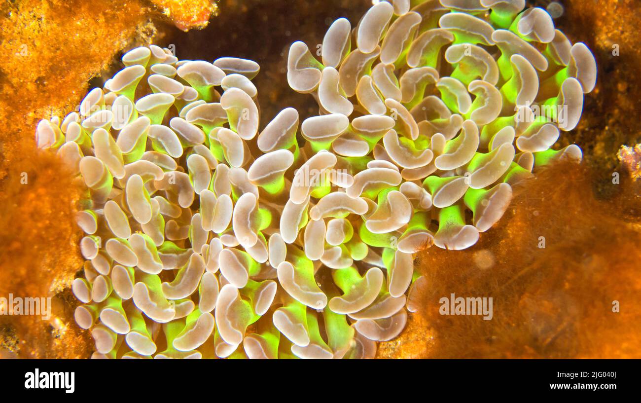 Branching hammer coral hi-res stock photography and images - Alamy