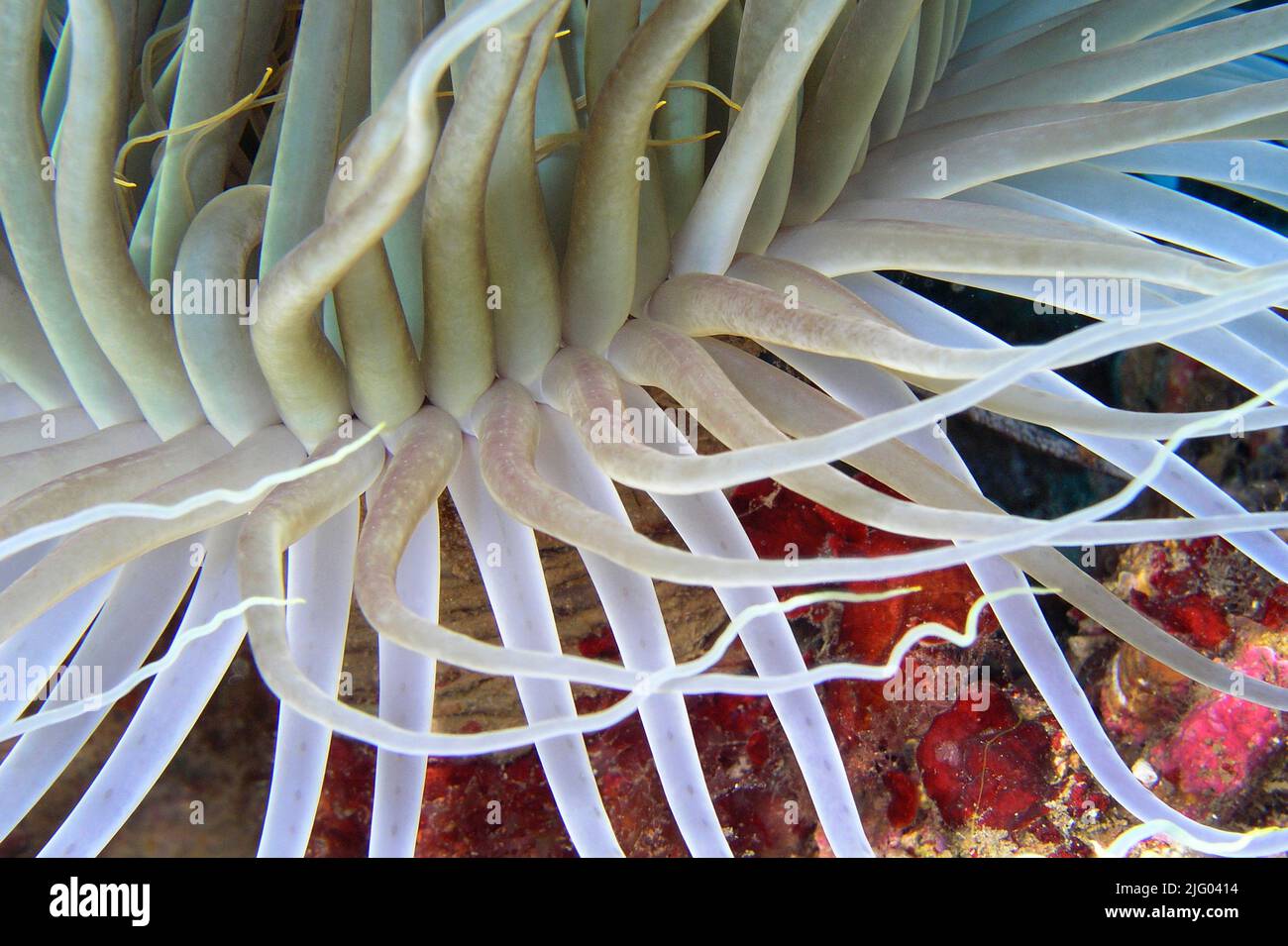 Tube-dwelling Anemone, Cerianthus membranaceus, Cabo Cope Puntas del ...