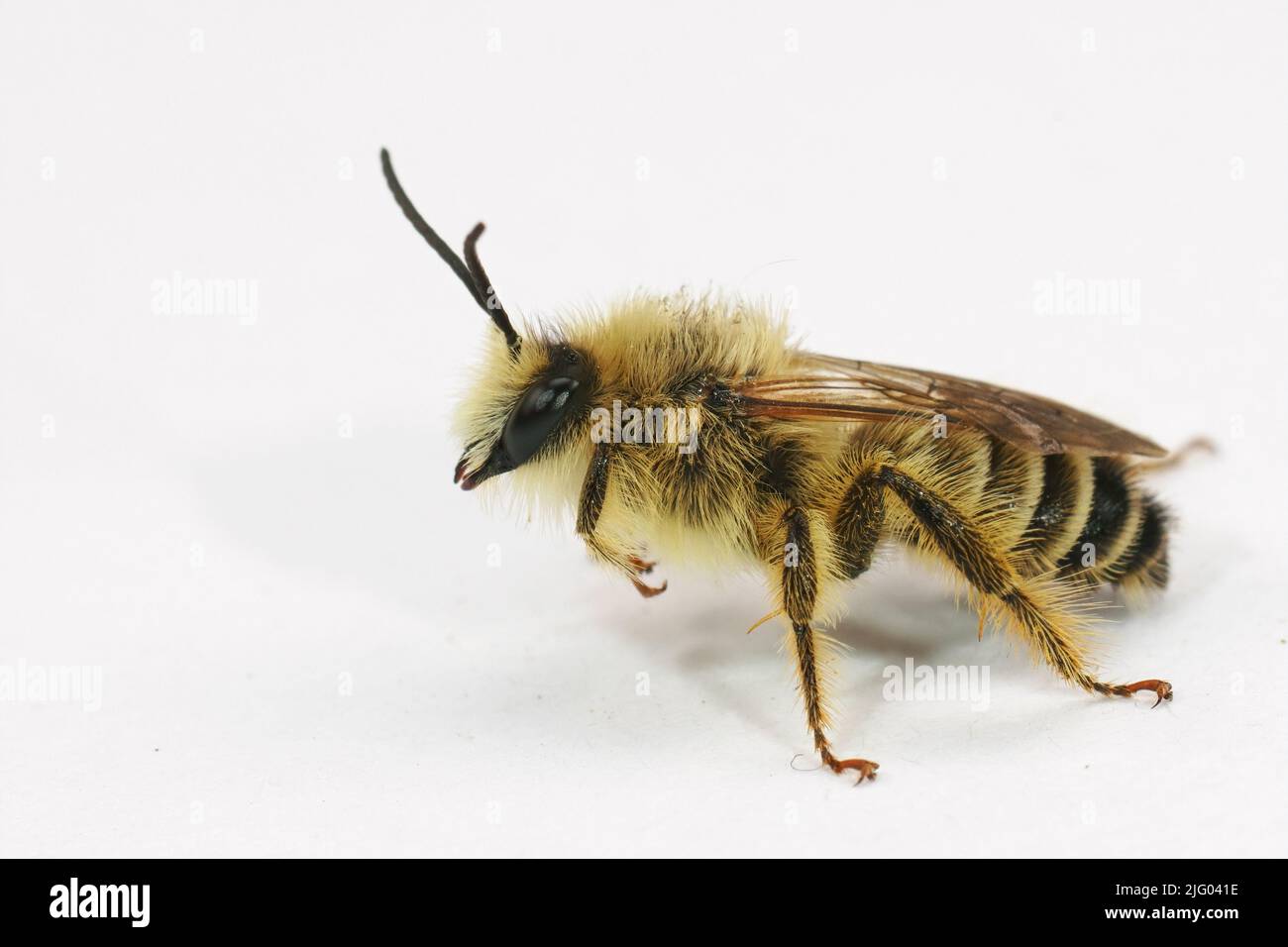 Detailed closeup on a hairy male Pantaloon bee, Dasypoda hirtipes ...