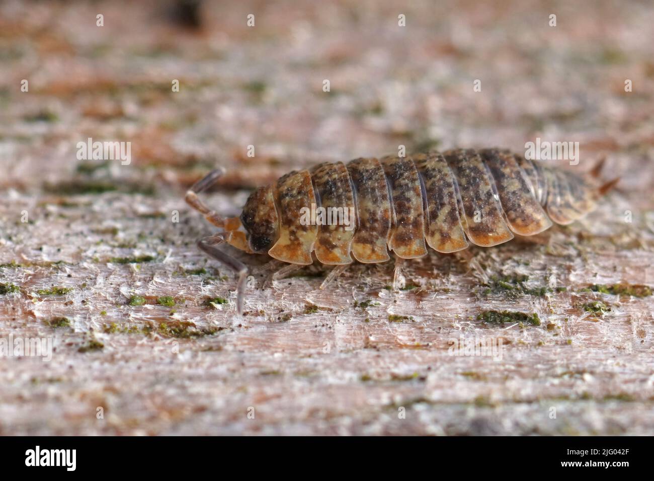 Closeup on a orange colored rough woudlouse, Porcellio scaber sitting ...