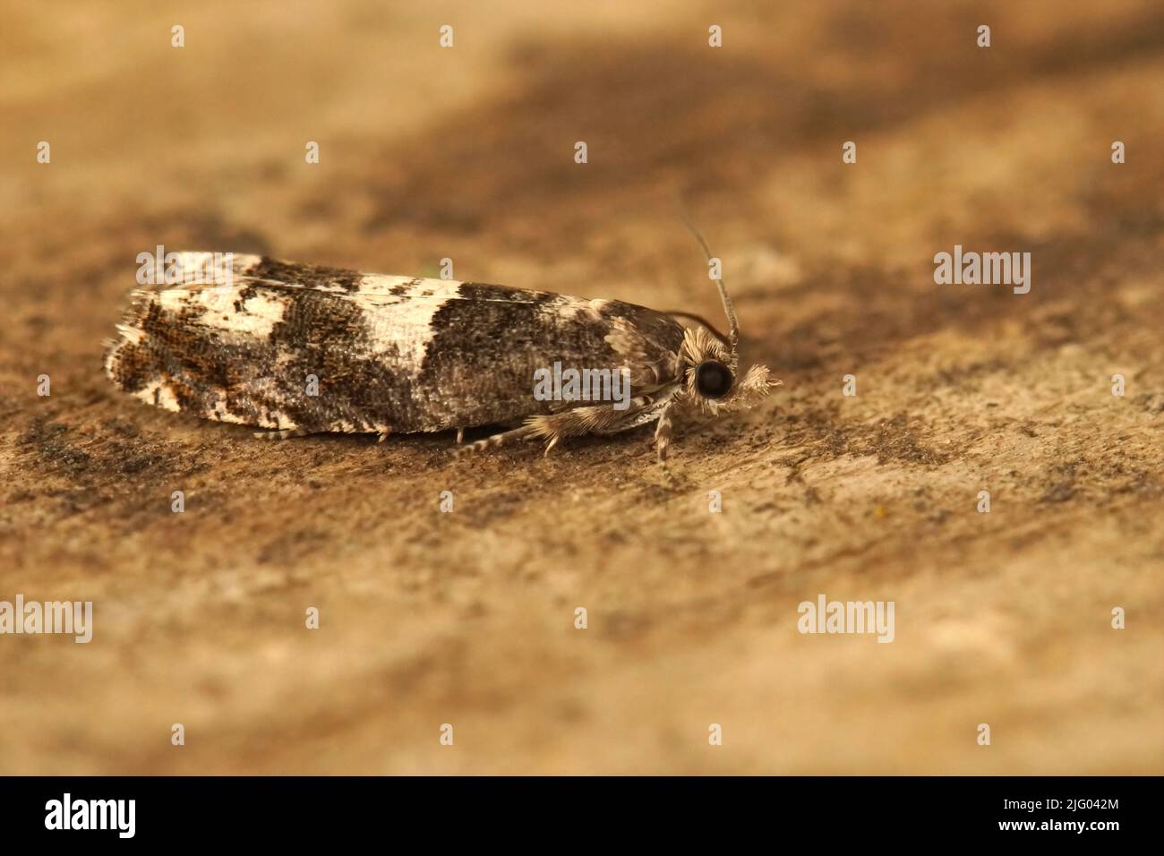 Demarniana hi-res stock photography and images - Alamy