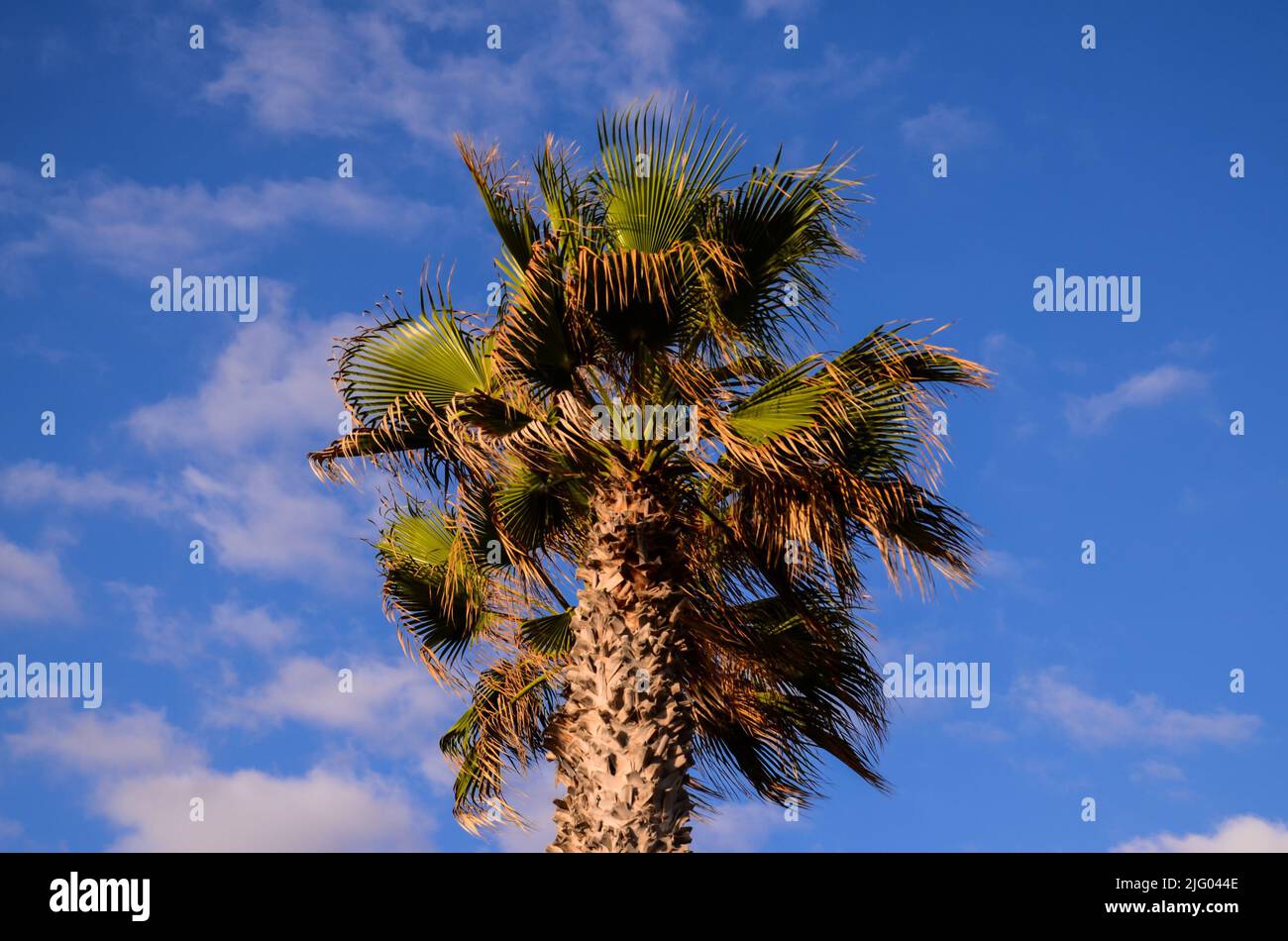 Green Palm Canarian Tree on the Blue Sky Background Stock Photo - Alamy