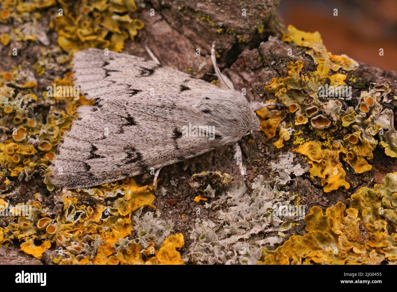 Sycamore moth acronicta aceris hi-res stock photography and images - Alamy