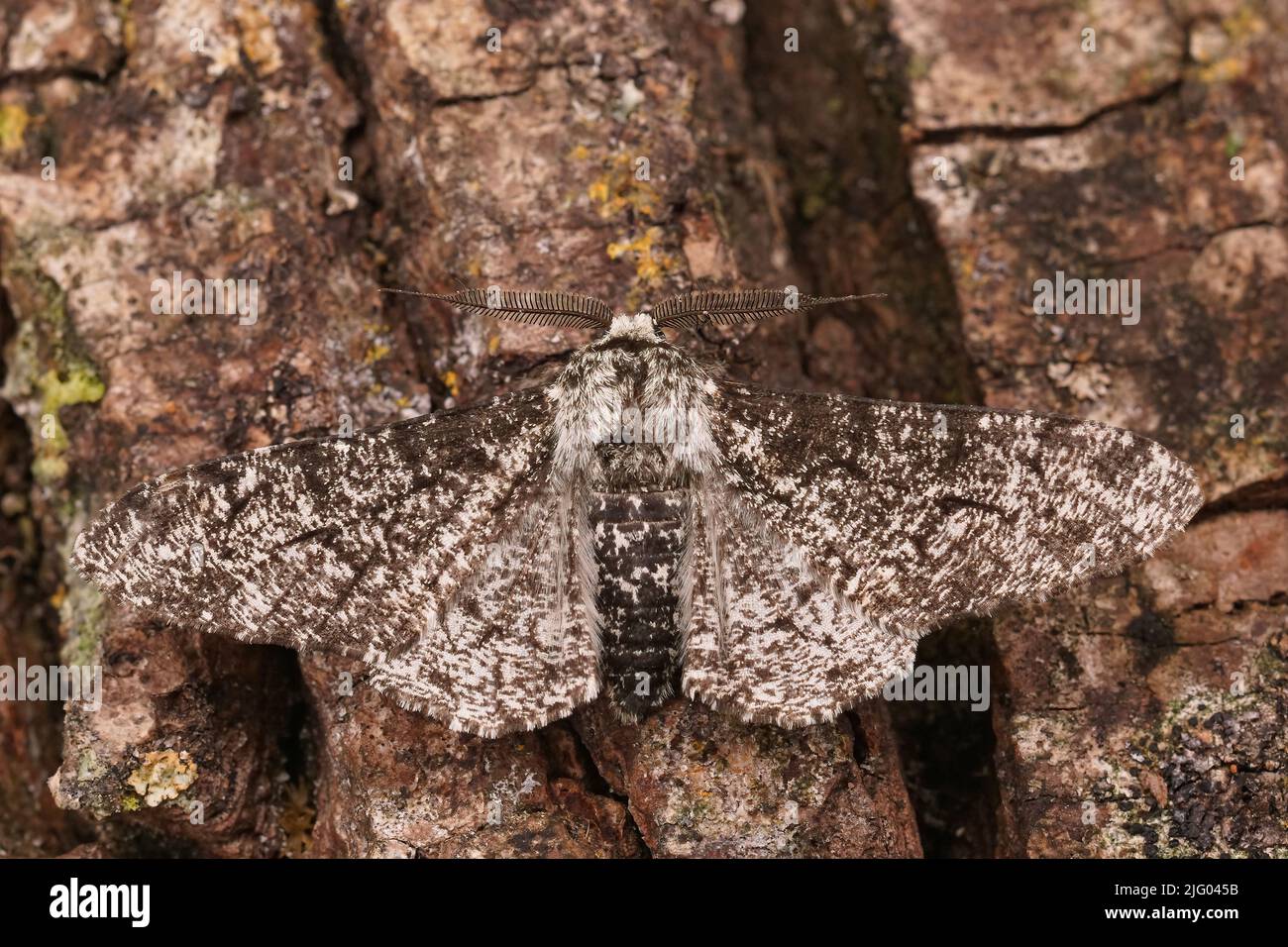 Closeup on the grey Peppered Moth, Biston betularia sitting with open ...