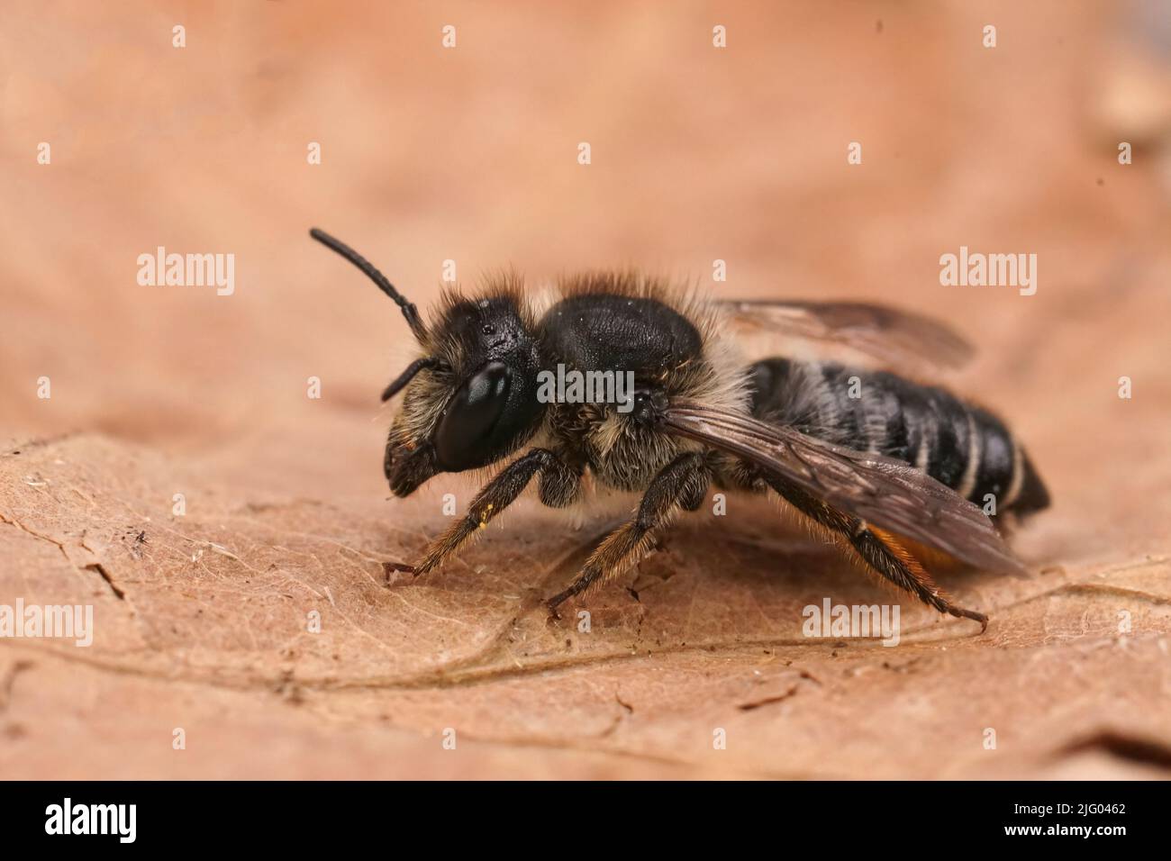 Megachile lapponica hi-res stock photography and images - Alamy