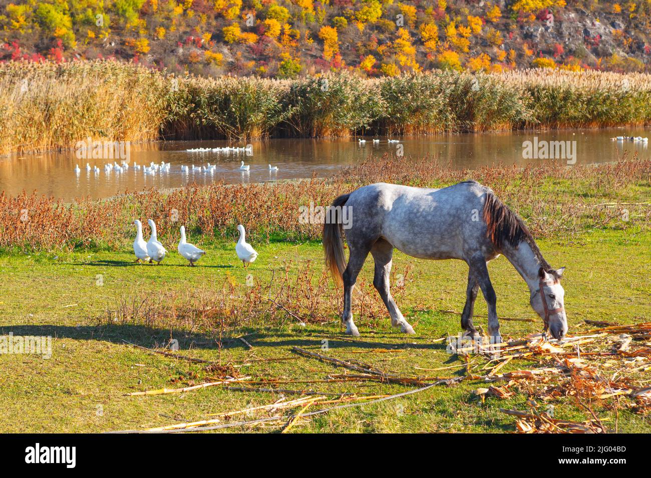 Horse and a flock of geese grazing . Farm animals at riverside Stock ...