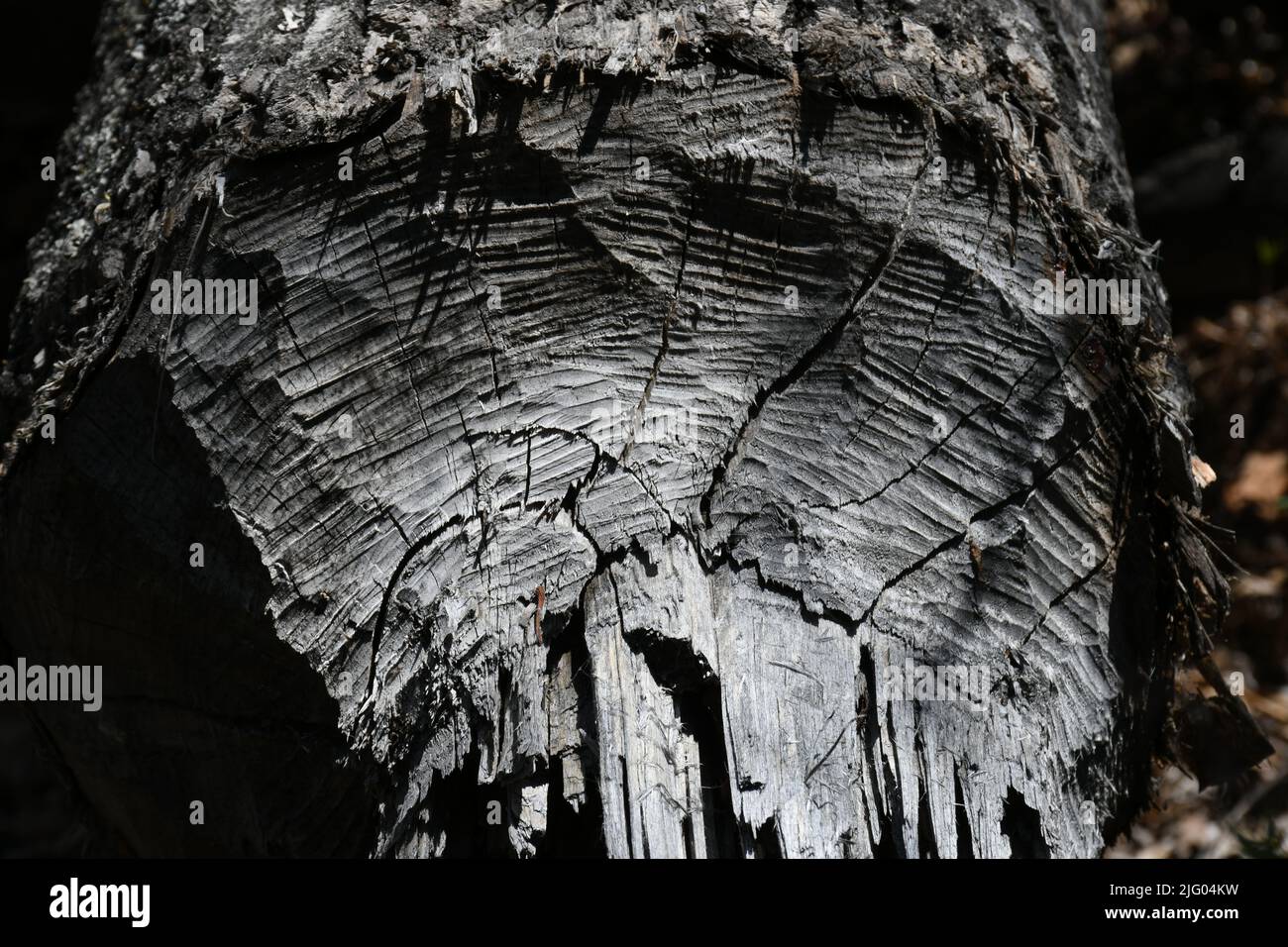 Tree trunk textured by the toothmarks of a beaver Stock Photo - Alamy