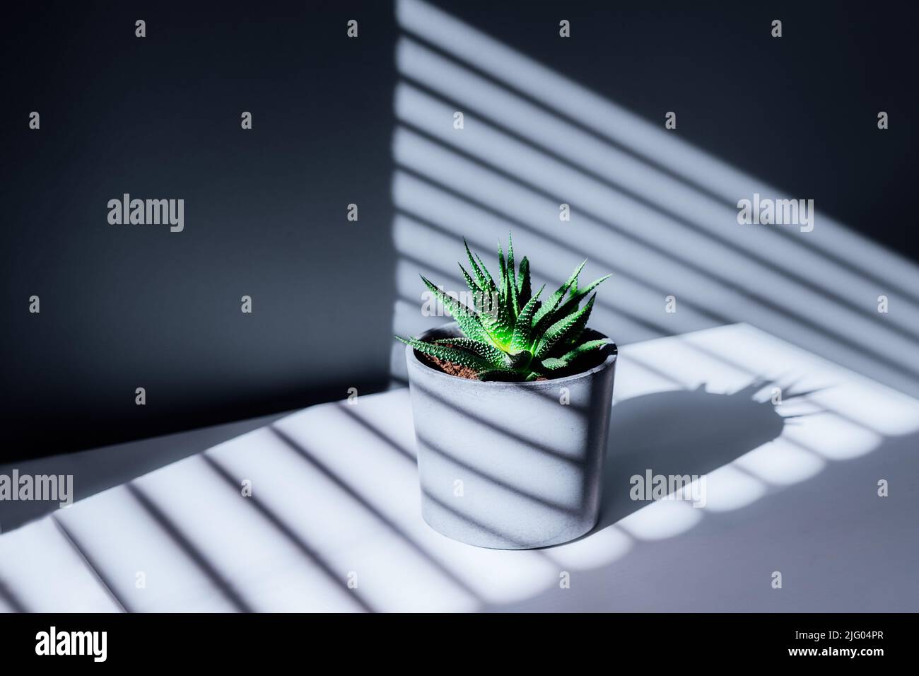 Green succulent in concrete plant pot with decorative shadows on a grey ...