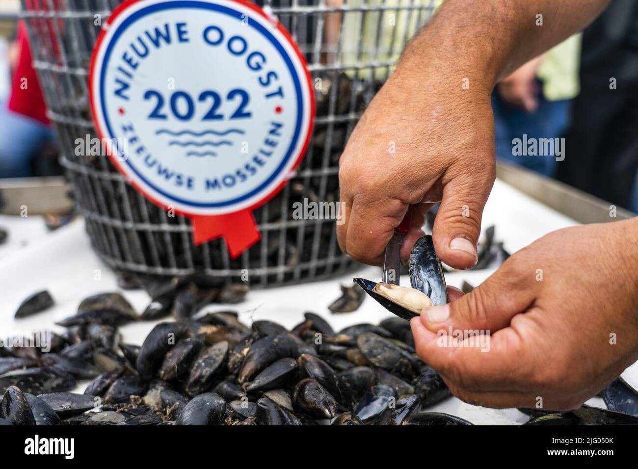 YERSEKE - the Netherlands, 2022-07-06 11:57:32 YERSEKE - Mussels are ...