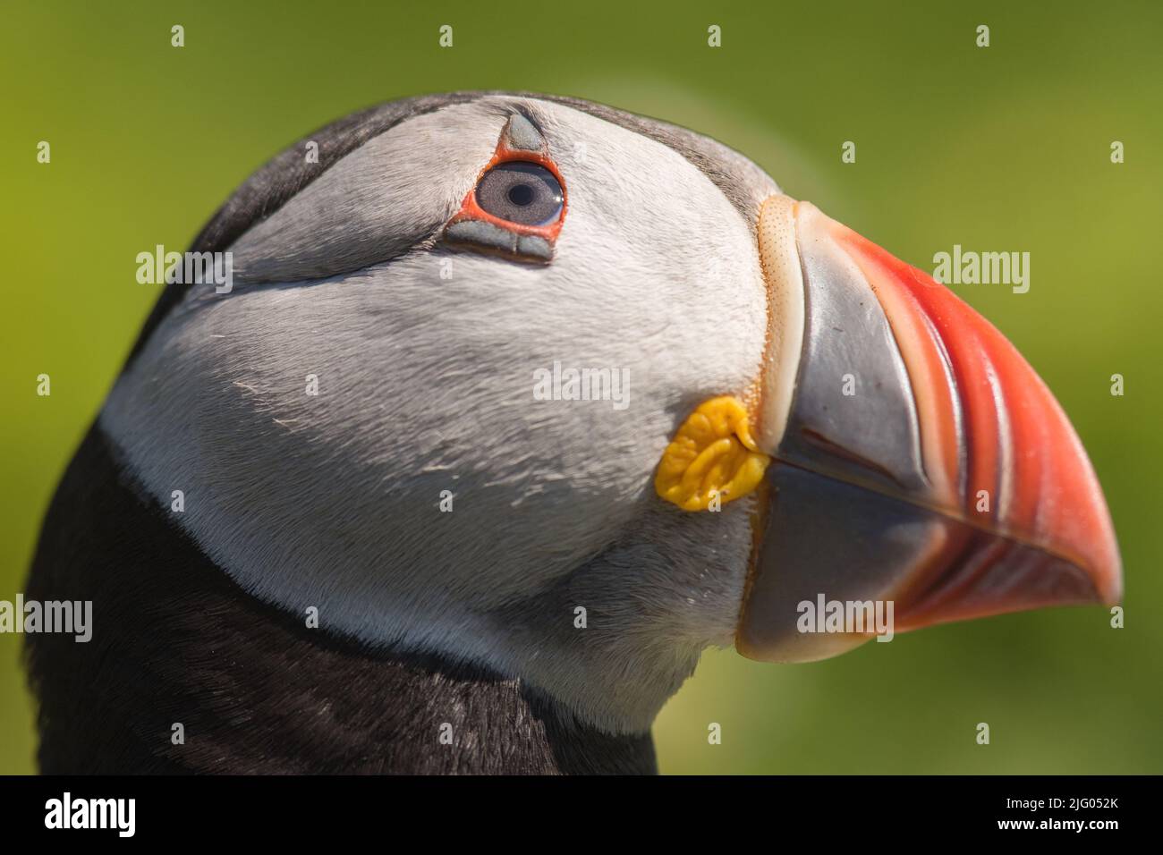Puffin head showing blue eye ornaments, Skomer Island Stock Photo - Alamy