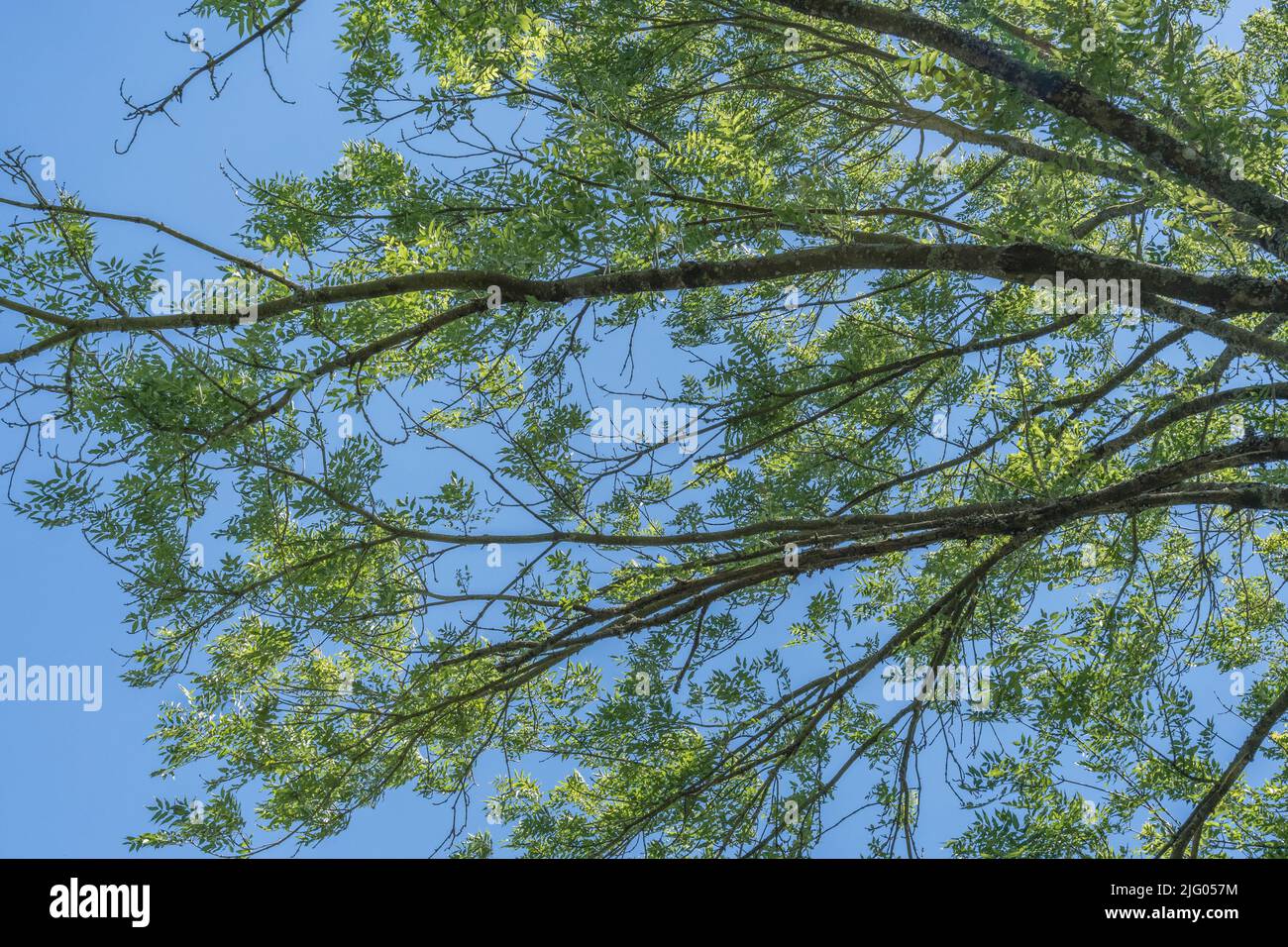 Leaves of Ash tree / Fraxinus excelsior tree canopy against blue summer ...