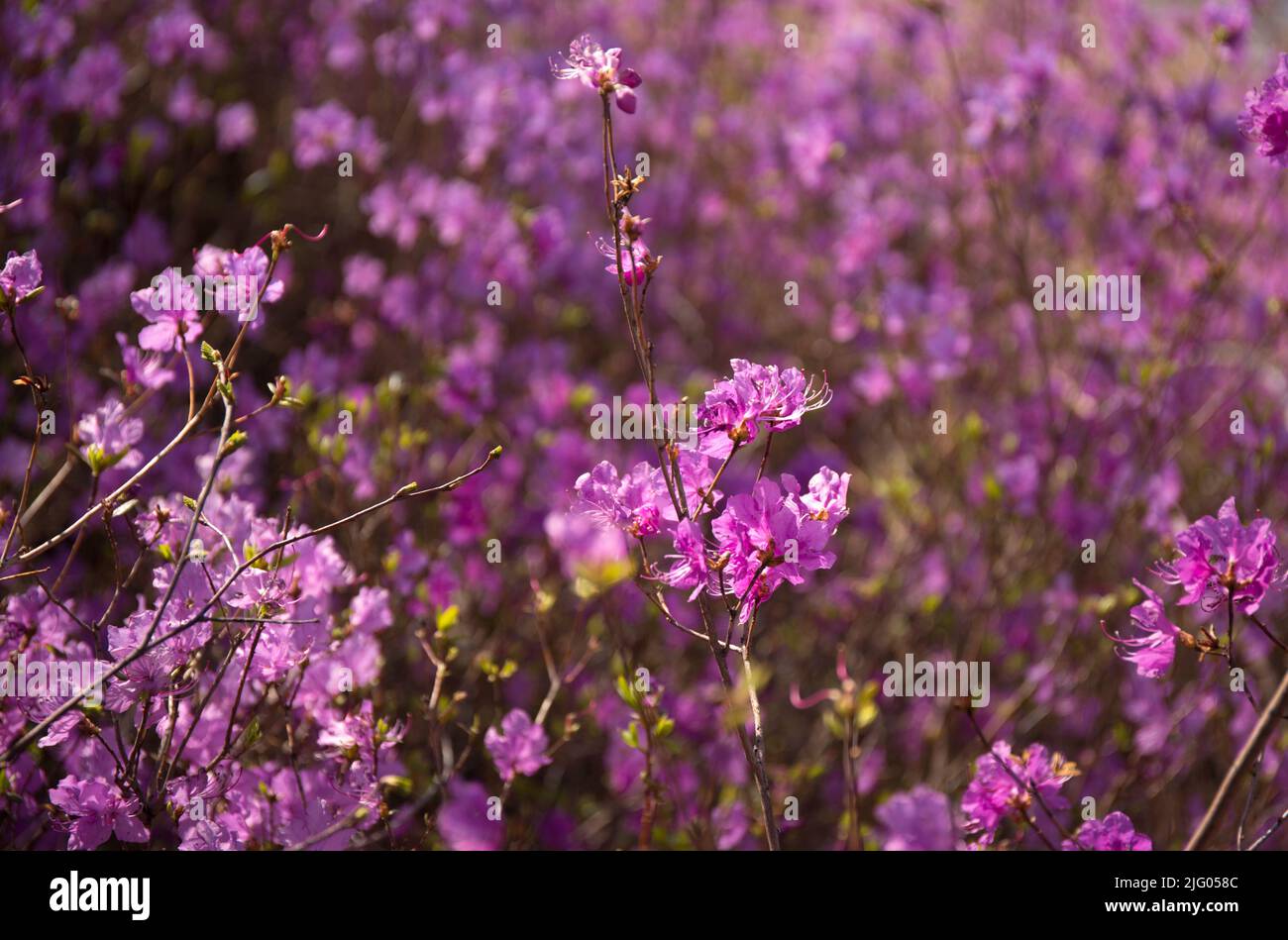 Purple labrador tea flowers on blur background. Pink wild rosmary ...