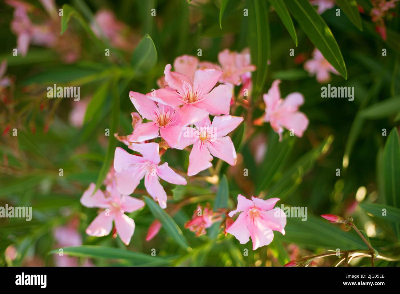 Beautiful pink oleander flowers on blur green leaves background Stock ...