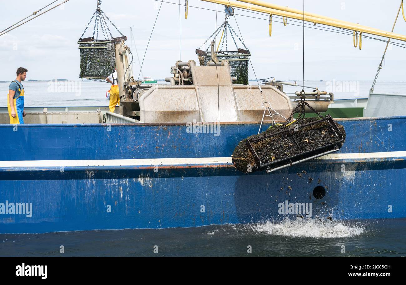 YERSEKE - the Netherlands, 2022-07-06 11:31:58 YERSEKE - Mussels are ...