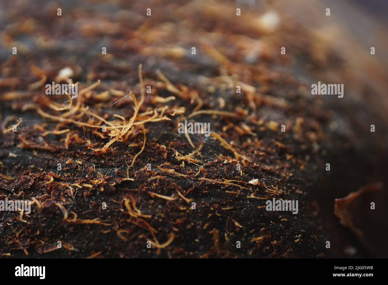 Macro shot coconut texture hi-res stock photography and images - Alamy