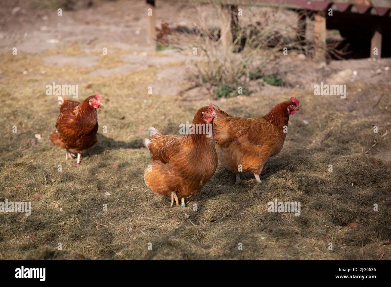 Flock Of Chickens In Free Range. Species-appropriate Chicken Husbandry ...