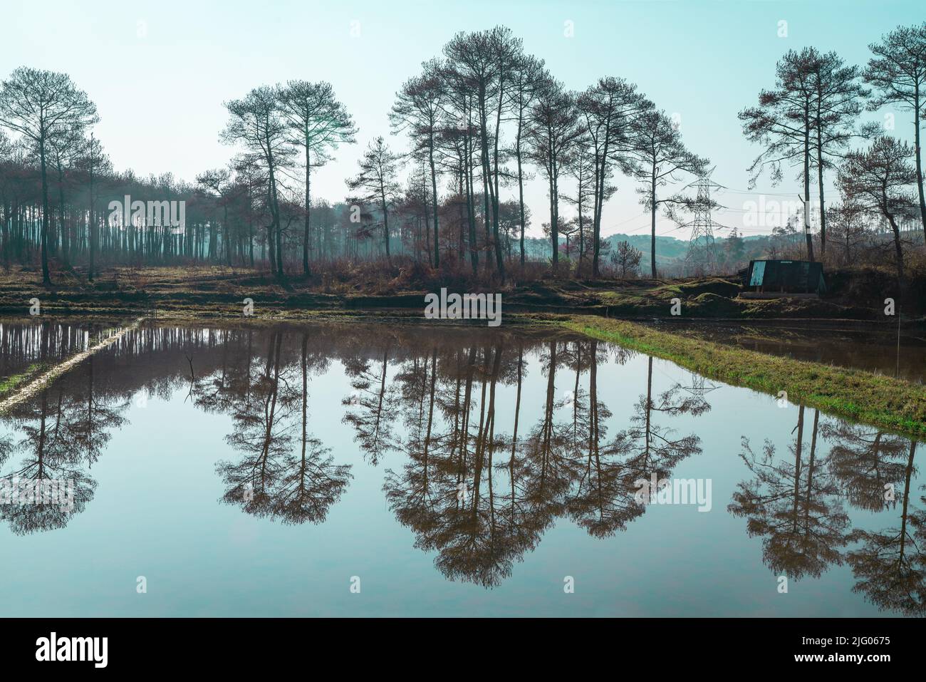 Panoramic view of tall trees reflected in water filled agricultural ...