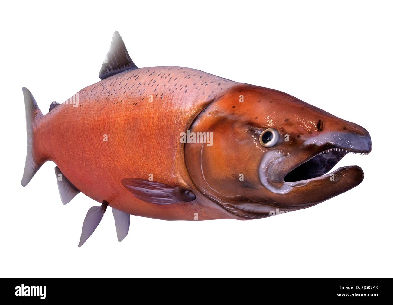 3D rendering of a Chinook salmon or Oncorhynchus tshawytscha isolated ...