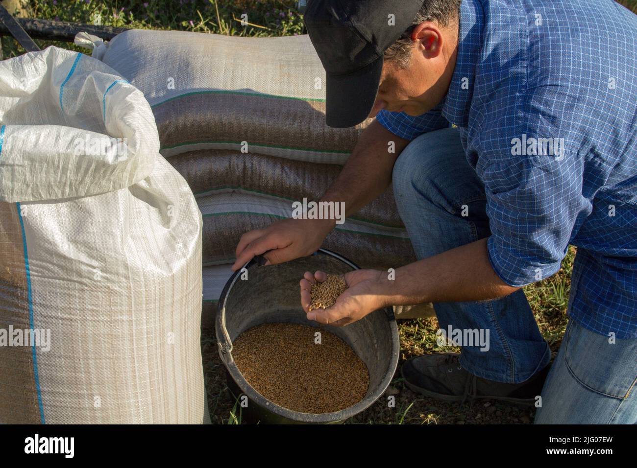 Image of a farmer at work loading sacks and checking the grain harvest ...