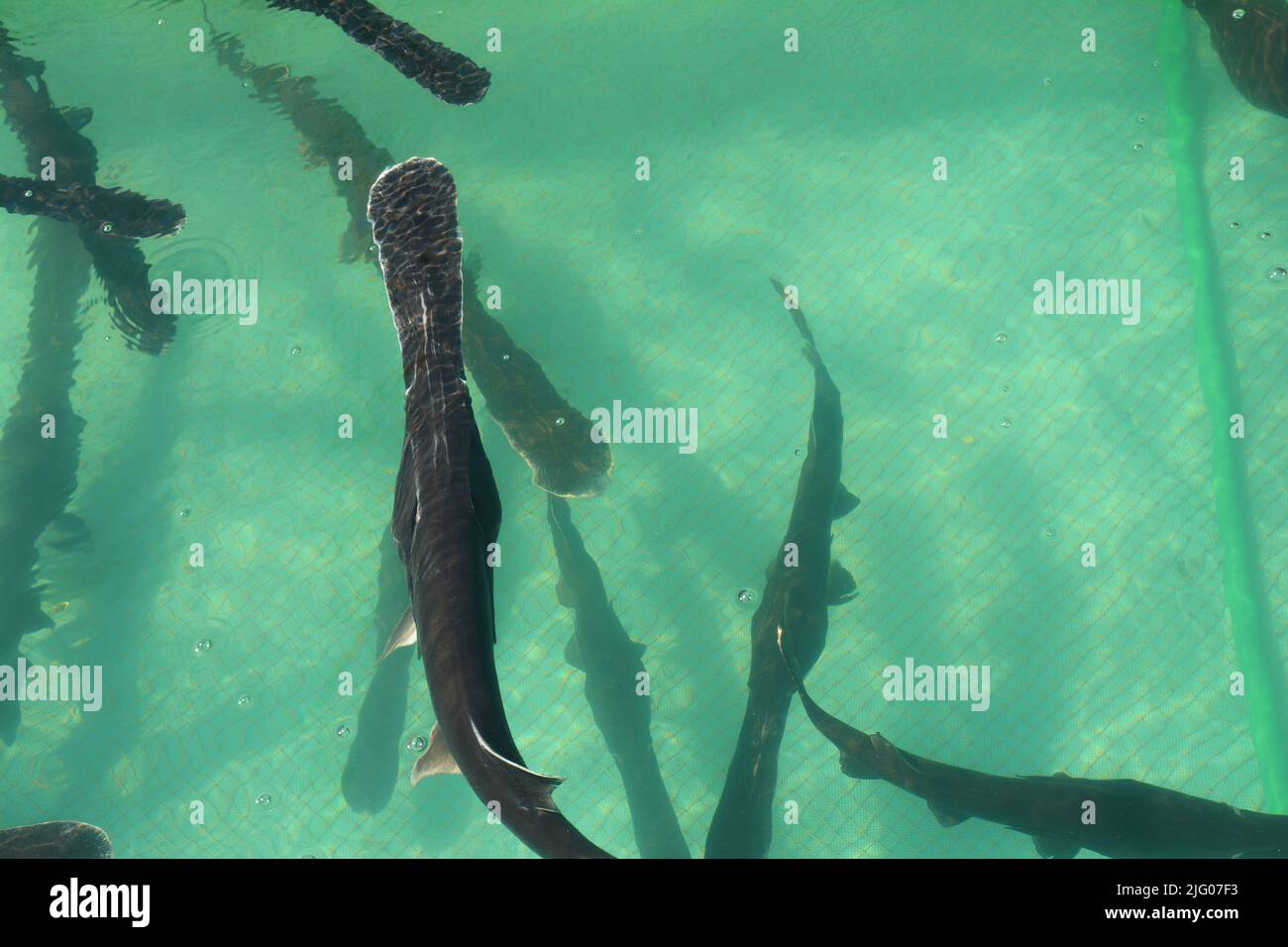Spoonbill fish farm. American paddlefish (Polyodon spathula) in cage ...
