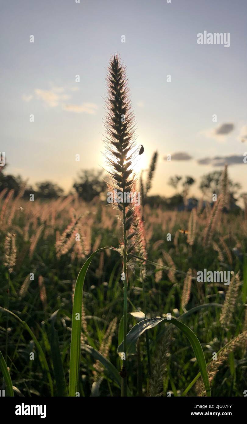 A breathtaking view of Buffel grass seed heads with bright sun in the ...