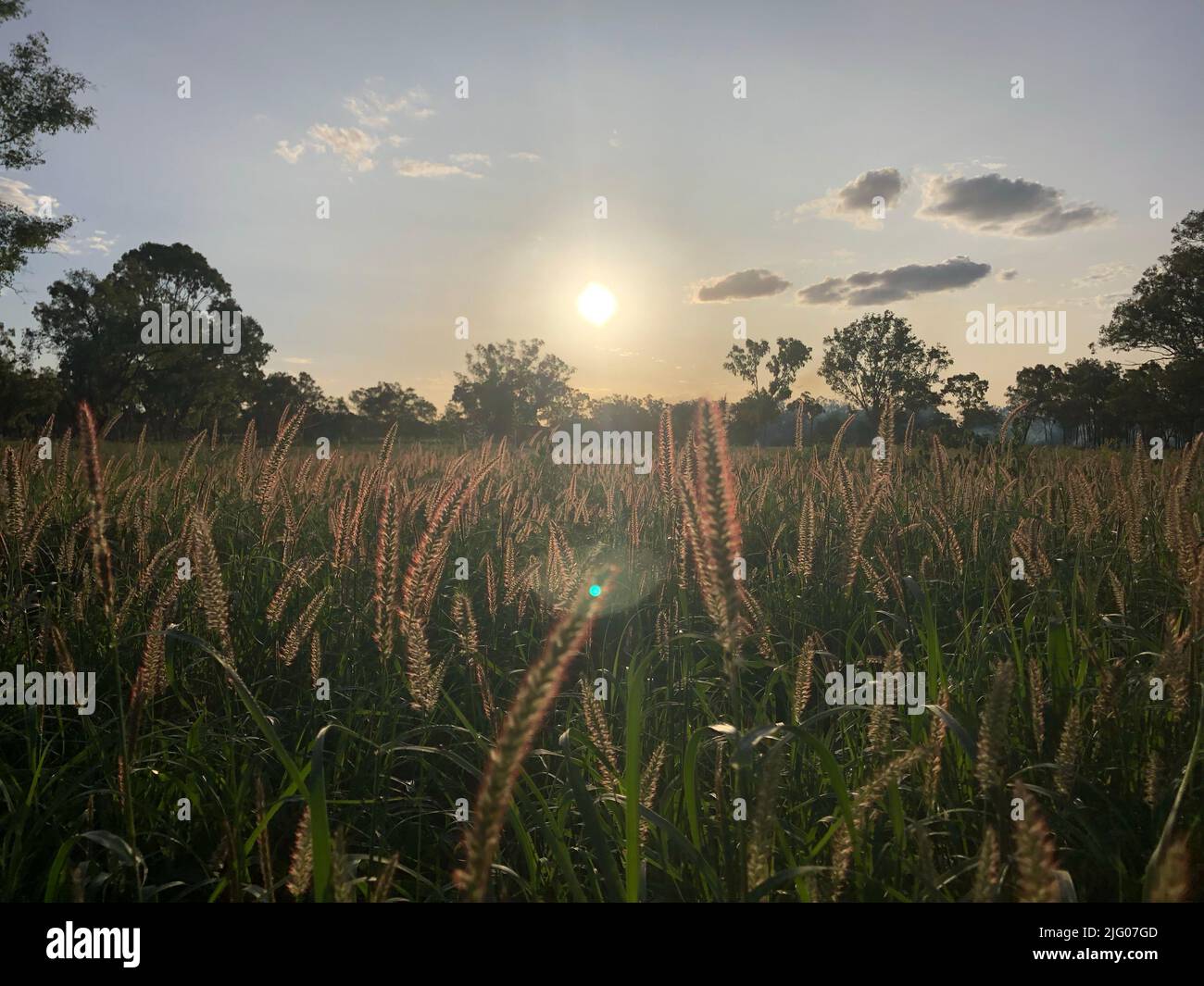 A breathtaking view of Buffel grass seed heads with bright sun in the ...
