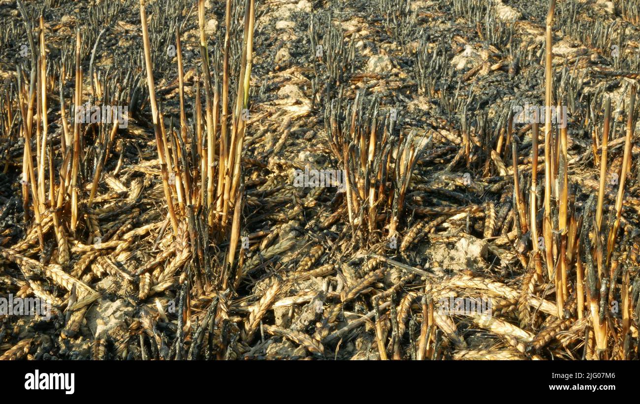 Fields fire flame barley heat ears Hordeum vulgare after blaze wild ...