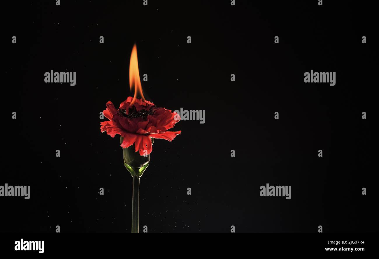 red burning flower. carnation in fire. Hot flame. Burning flower dark ...
