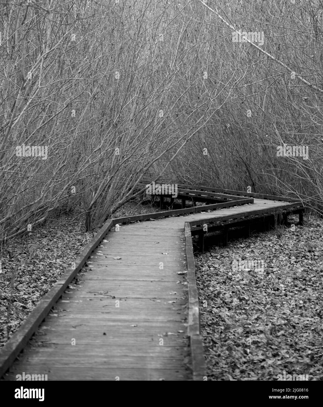 A narrow wooden path in the forest in black and white Stock Photo - Alamy