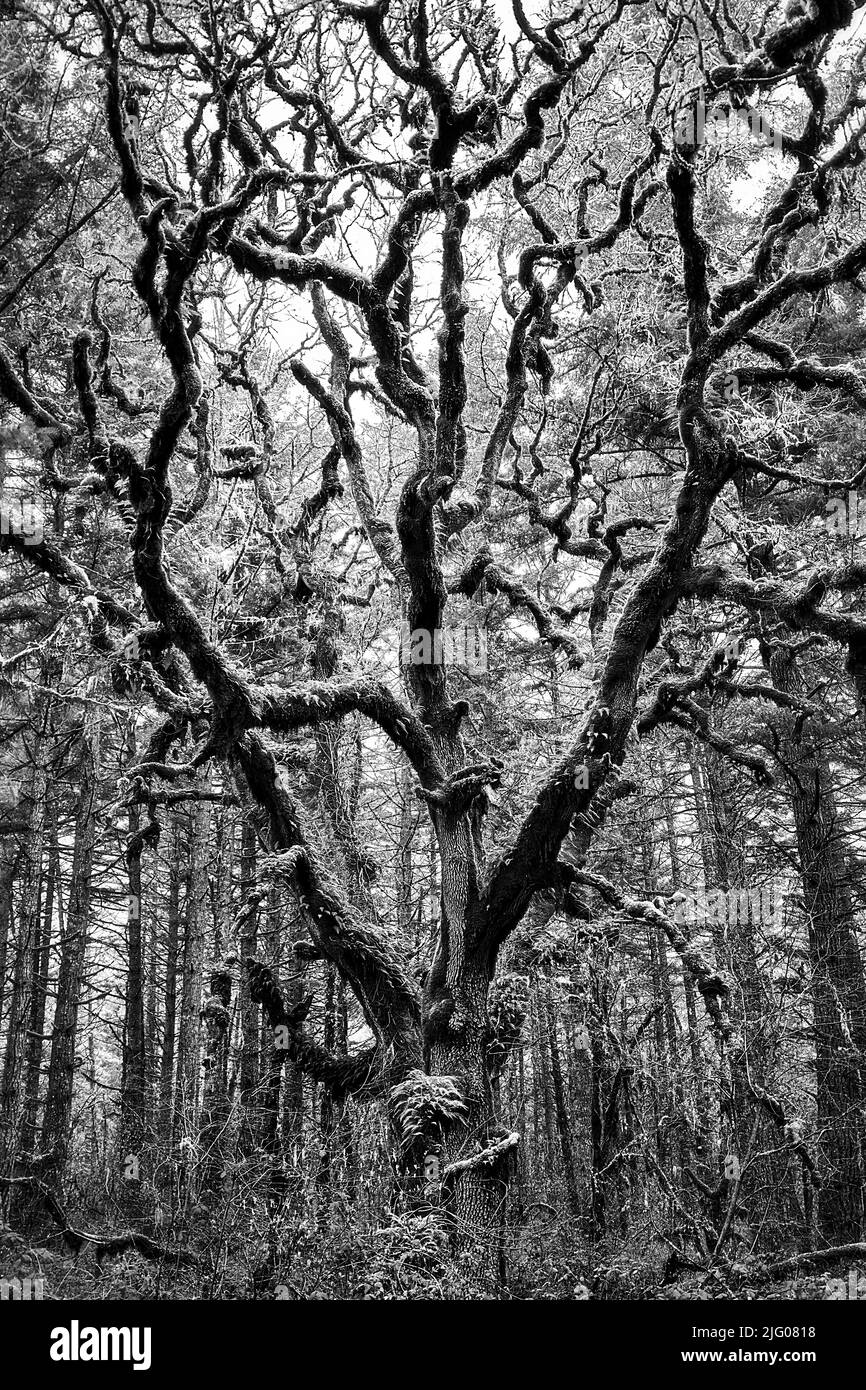 A vertical shot of a Majestic old oak tree in black and white Stock ...