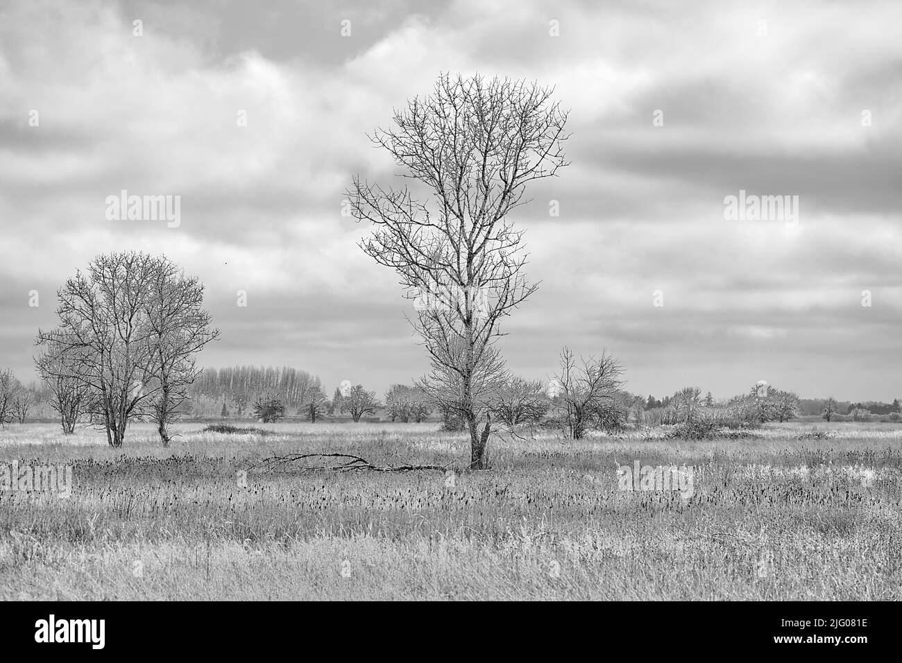 Spring william Black and White Stock Photos & Images - Alamy