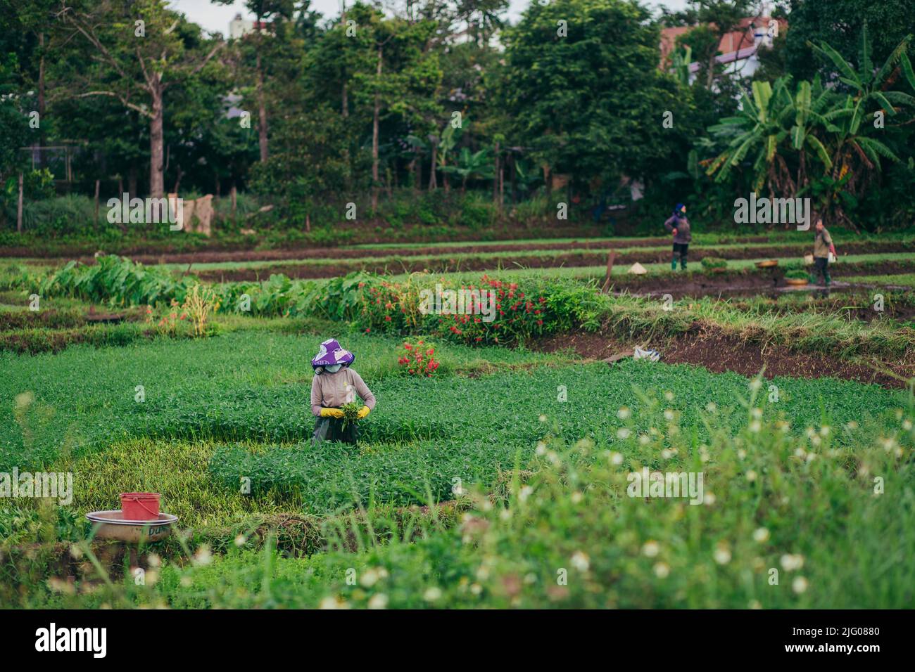 A countryside landscape with farmers working in the field Stock Photo ...