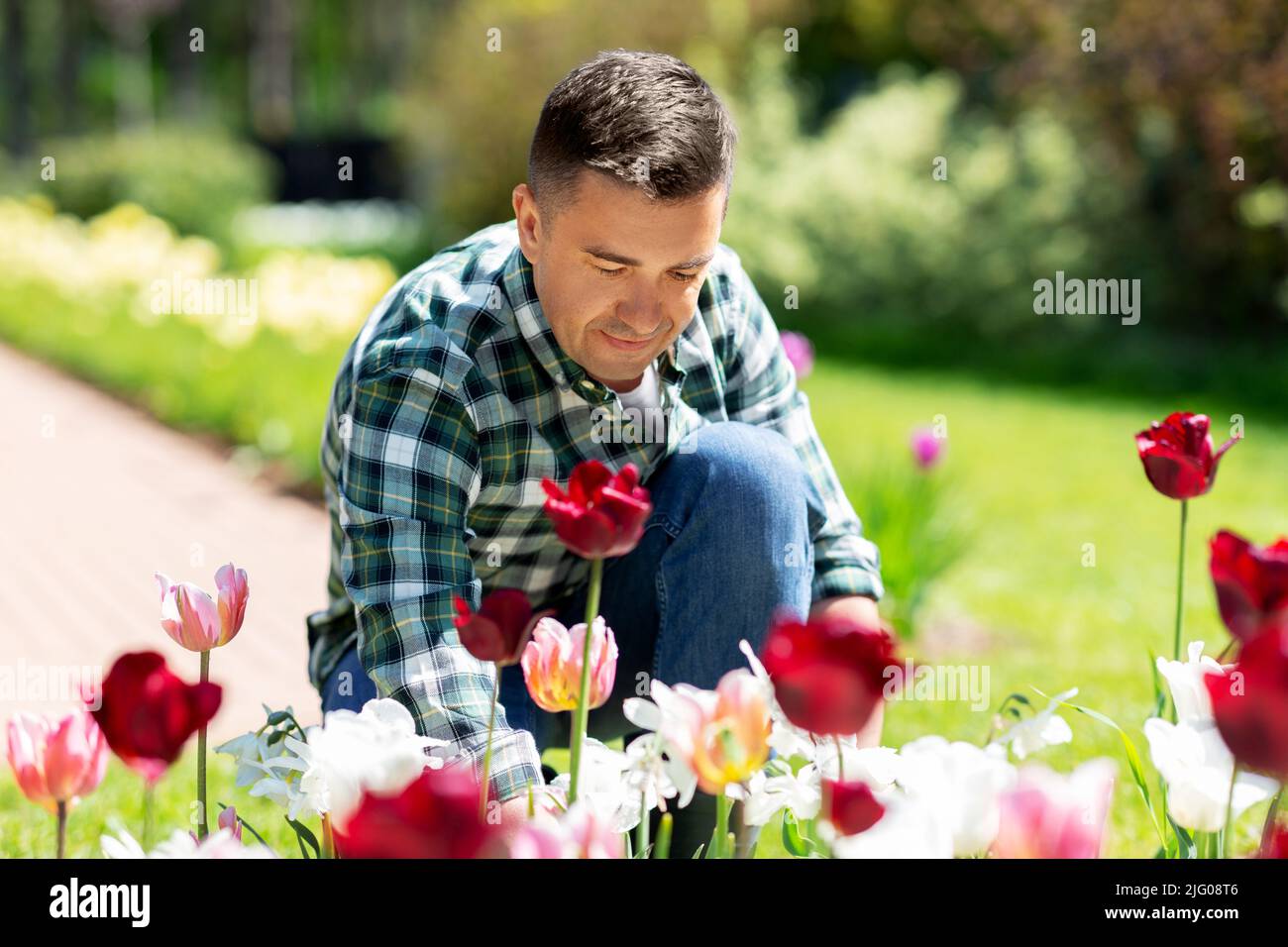 middle-aged man taking care of flowers at garden Stock Photo - Alamy