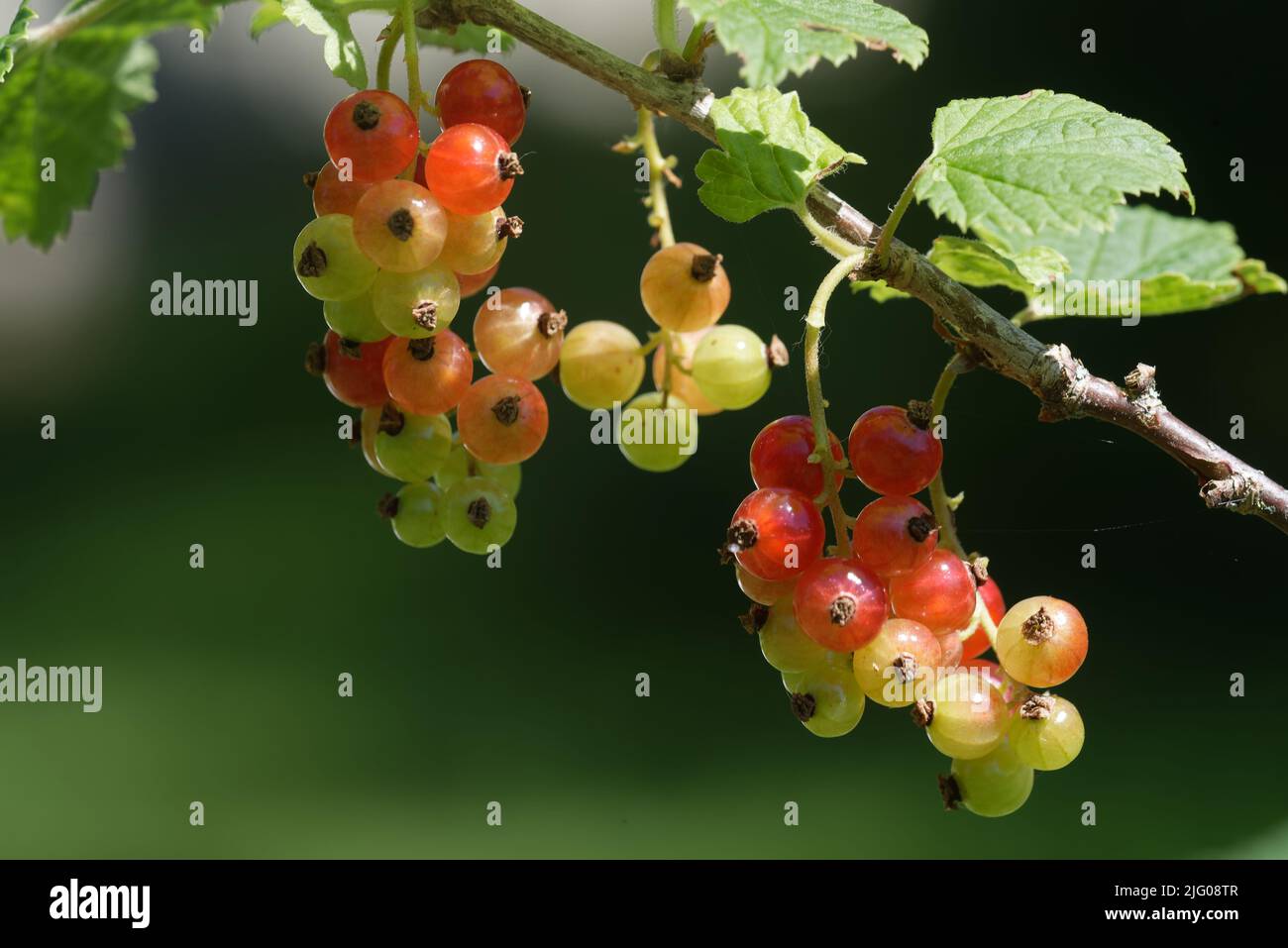 Red currant (Ribes rubrum) is a member of the genus Ribes in the ...
