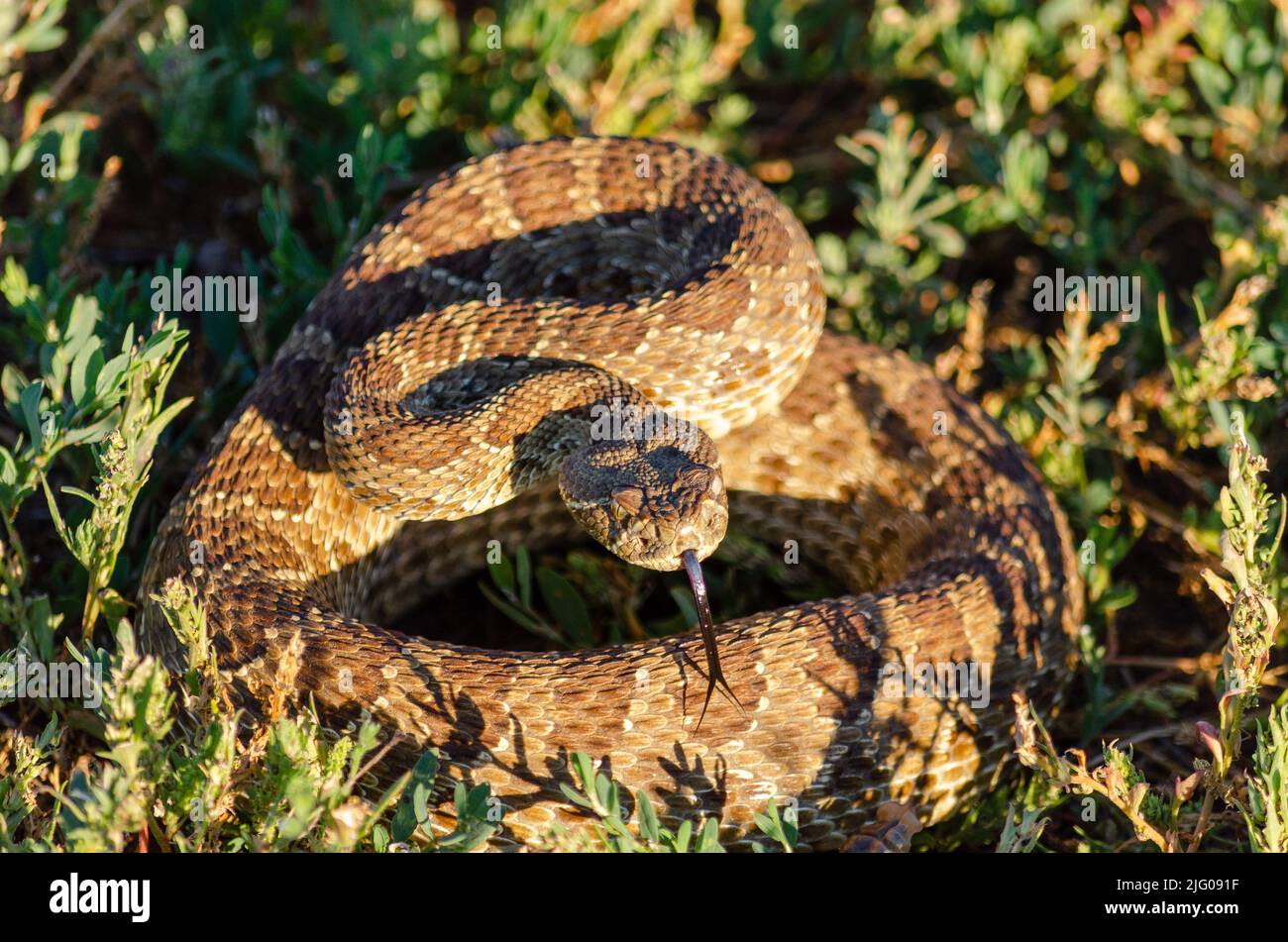 Prairie rattlesnake crotalus viridis in hi-res stock photography and ...