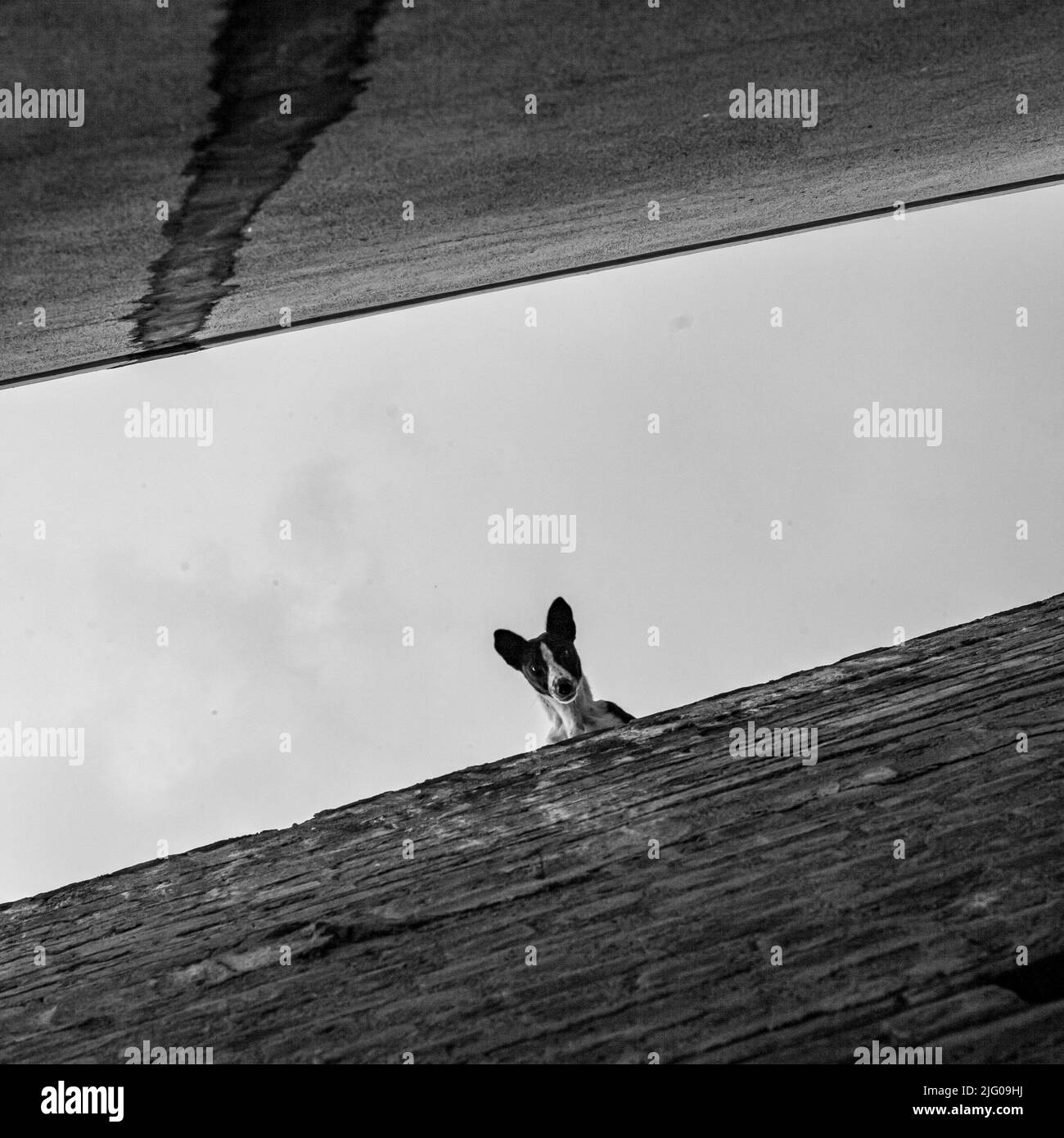 A black and white photo of a dog which looks down from a height Stock ...