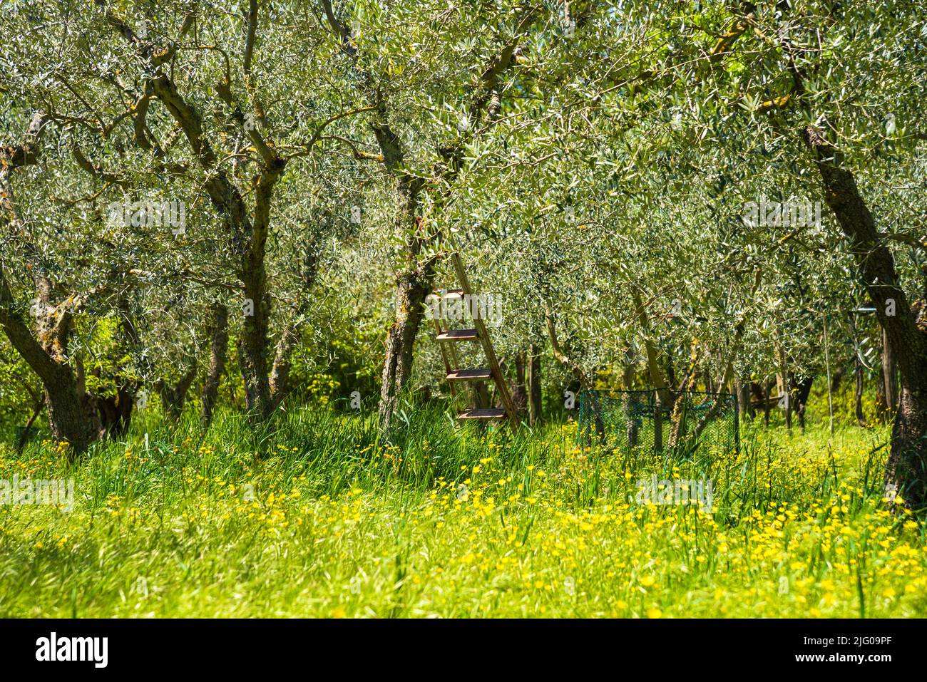 Olive trees orchard. Ladder leaning on a tree. Tuscany, Italy. Harvest ...