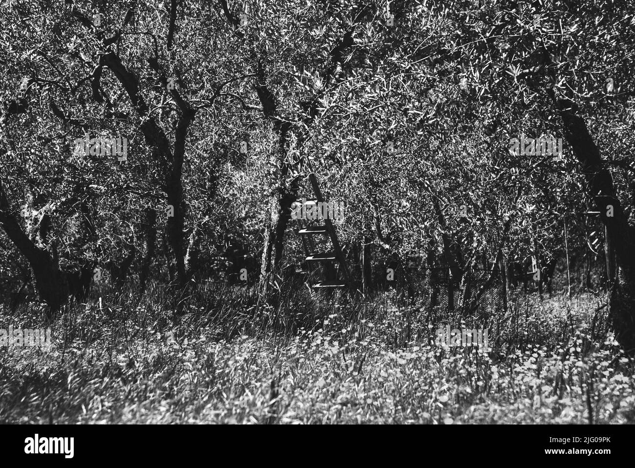 Olive trees orchard landscape. Ladder leaning on a tree. Tuscany, Italy ...