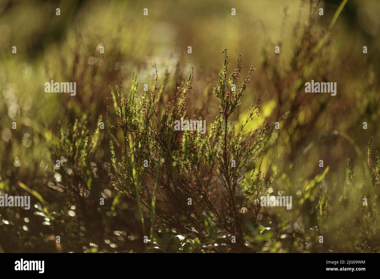 Green grass in a forest at sunset. Macro image, shallow depth of field ...