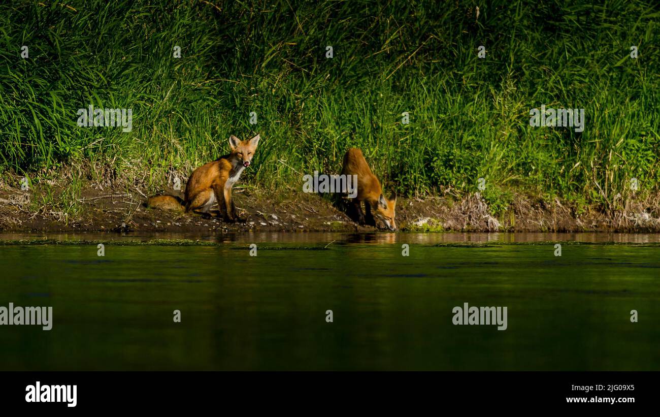 Two cute red foxes drinking from Missouri river Stock Photo - Alamy